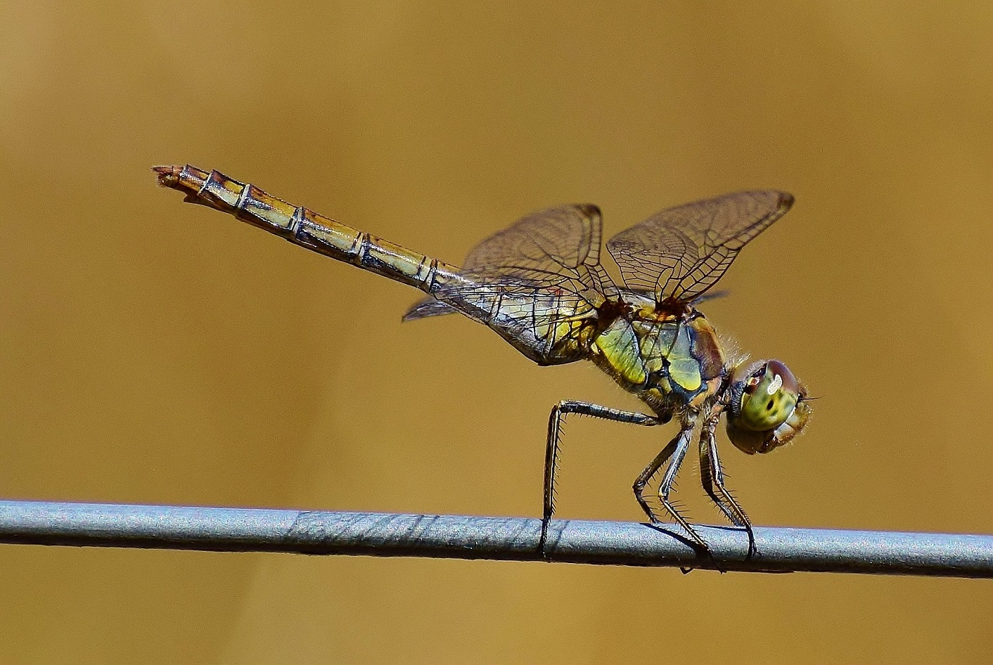 Libellen :: Eddyvdlfotografie
