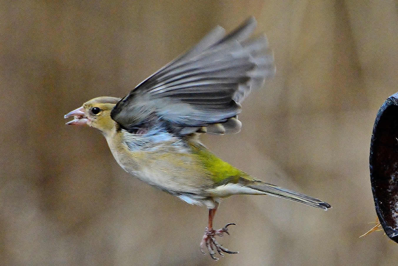 kleine vogeltjes :: Eddyvdlfotografie