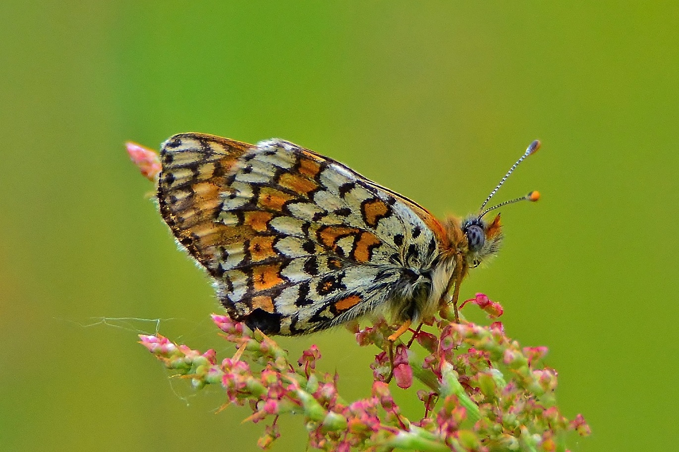 vlinders :: Eddyvdlfotografie