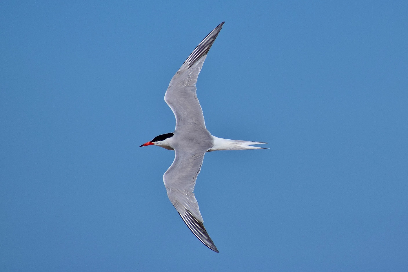 vogels :: Eddyvdlfotografie