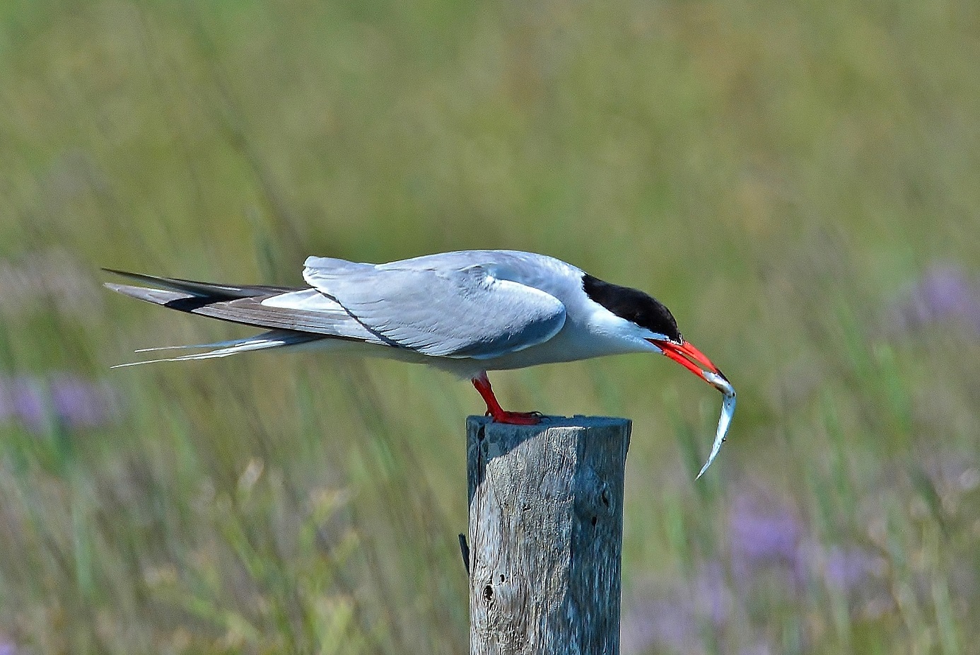 vogels :: Eddyvdlfotografie