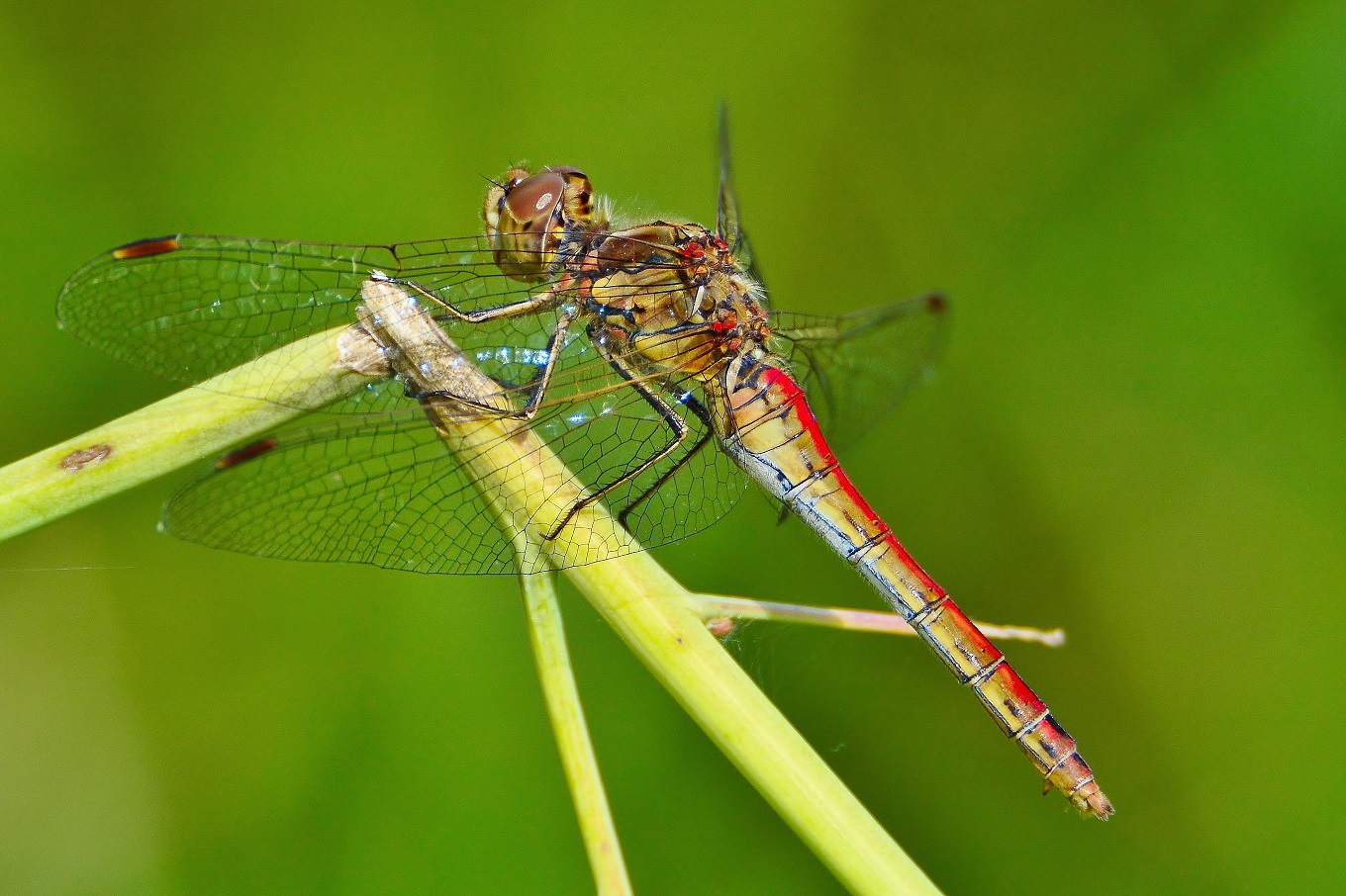 Libellen :: Eddyvdlfotografie