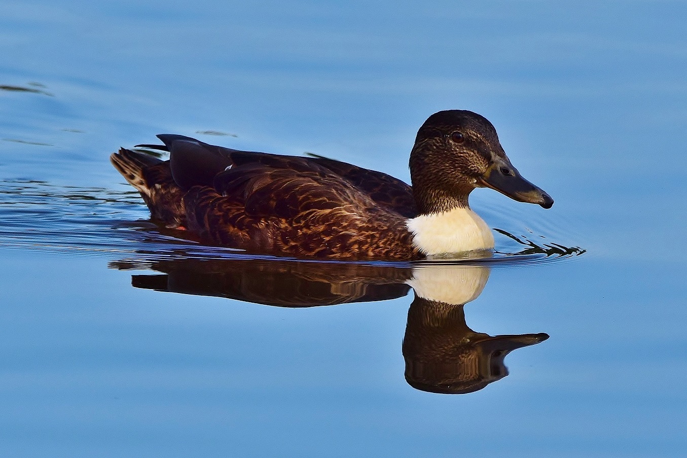watervogels :: Eddyvdlfotografie