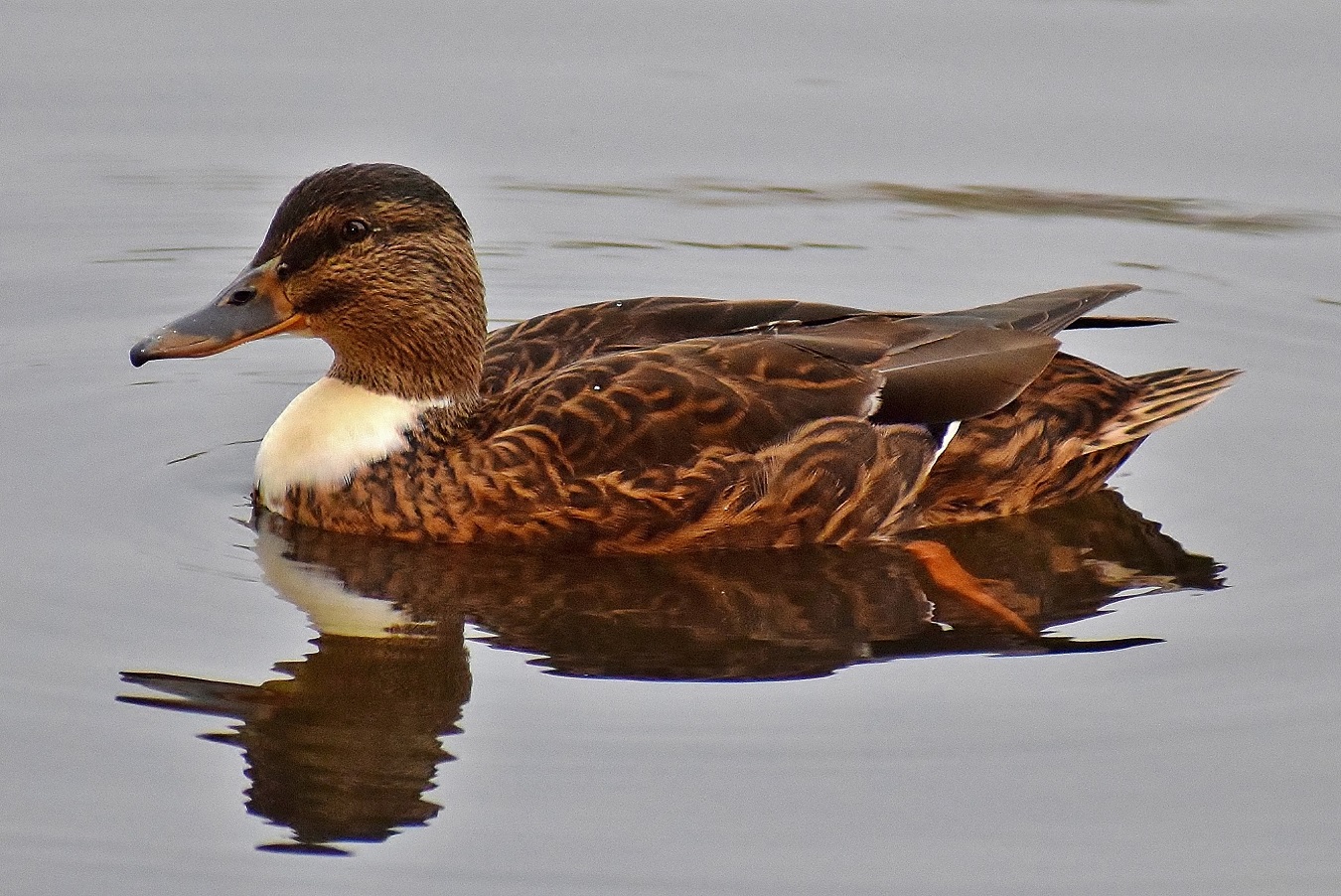 watervogels :: Eddyvdlfotografie