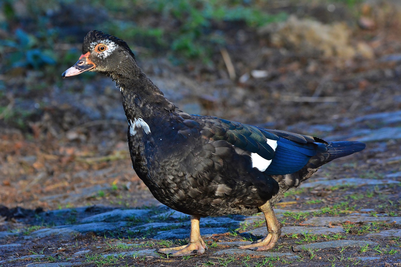 watervogels :: Eddyvdlfotografie