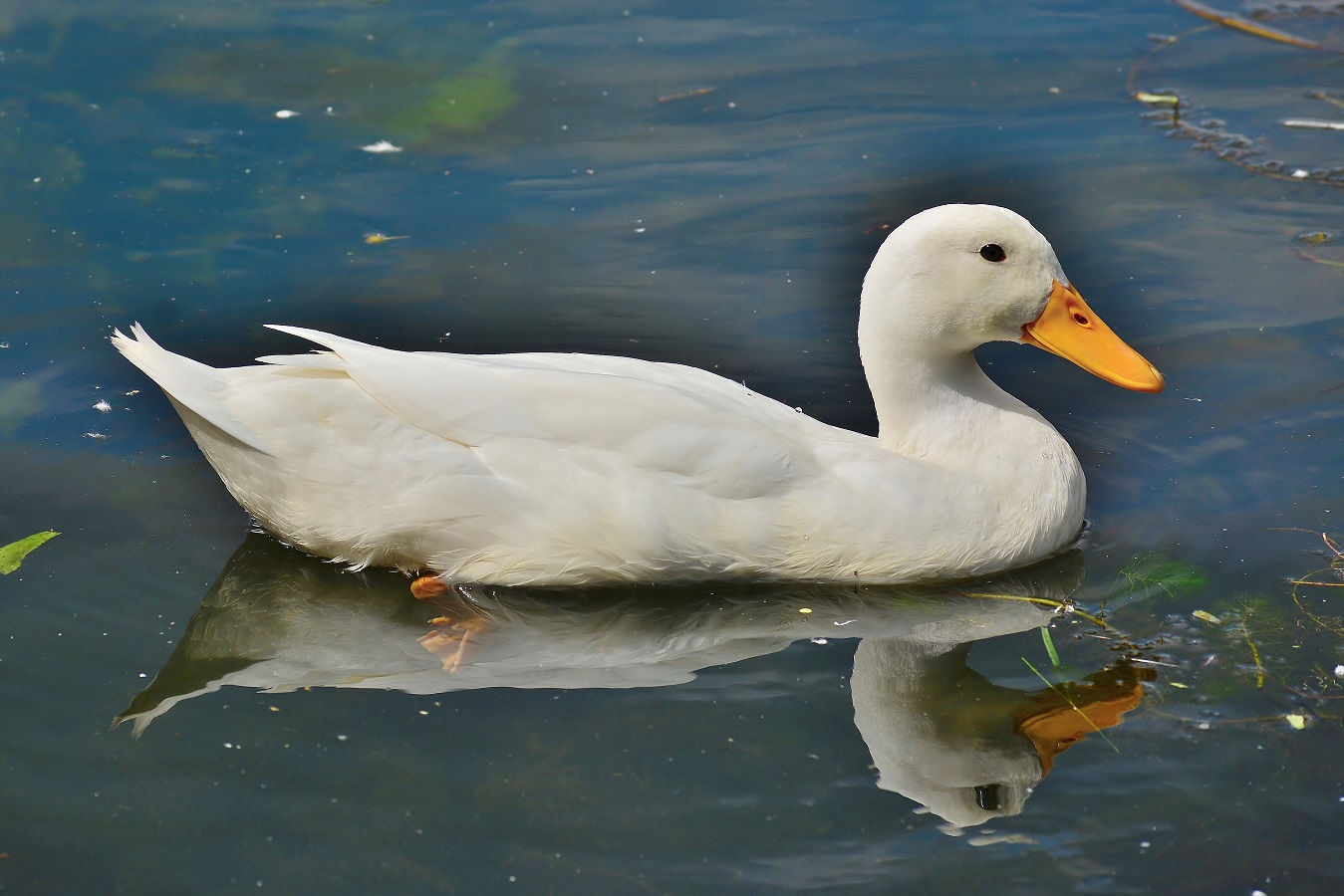 watervogels :: Eddyvdlfotografie