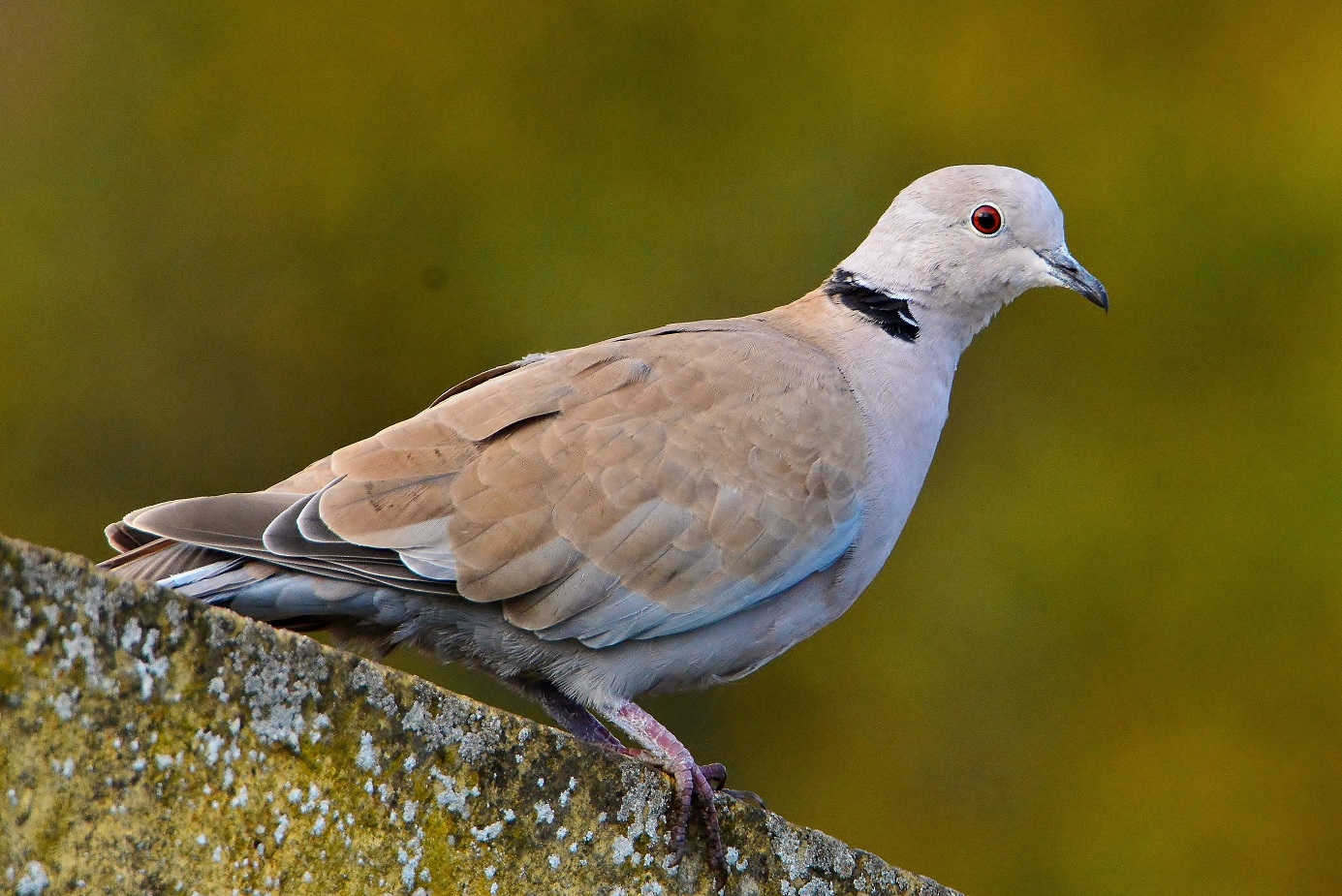 vogels :: Eddyvdlfotografie
