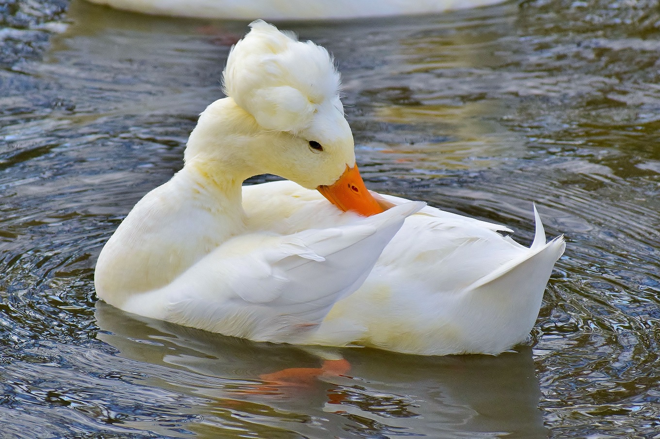 watervogels :: Eddyvdlfotografie