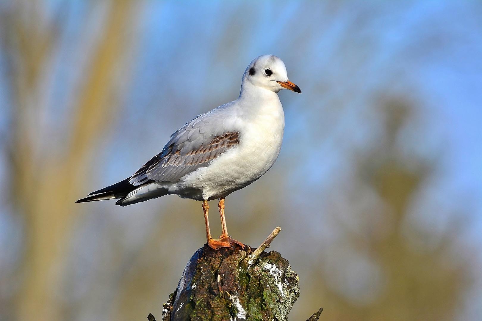 vogels :: Eddyvdlfotografie