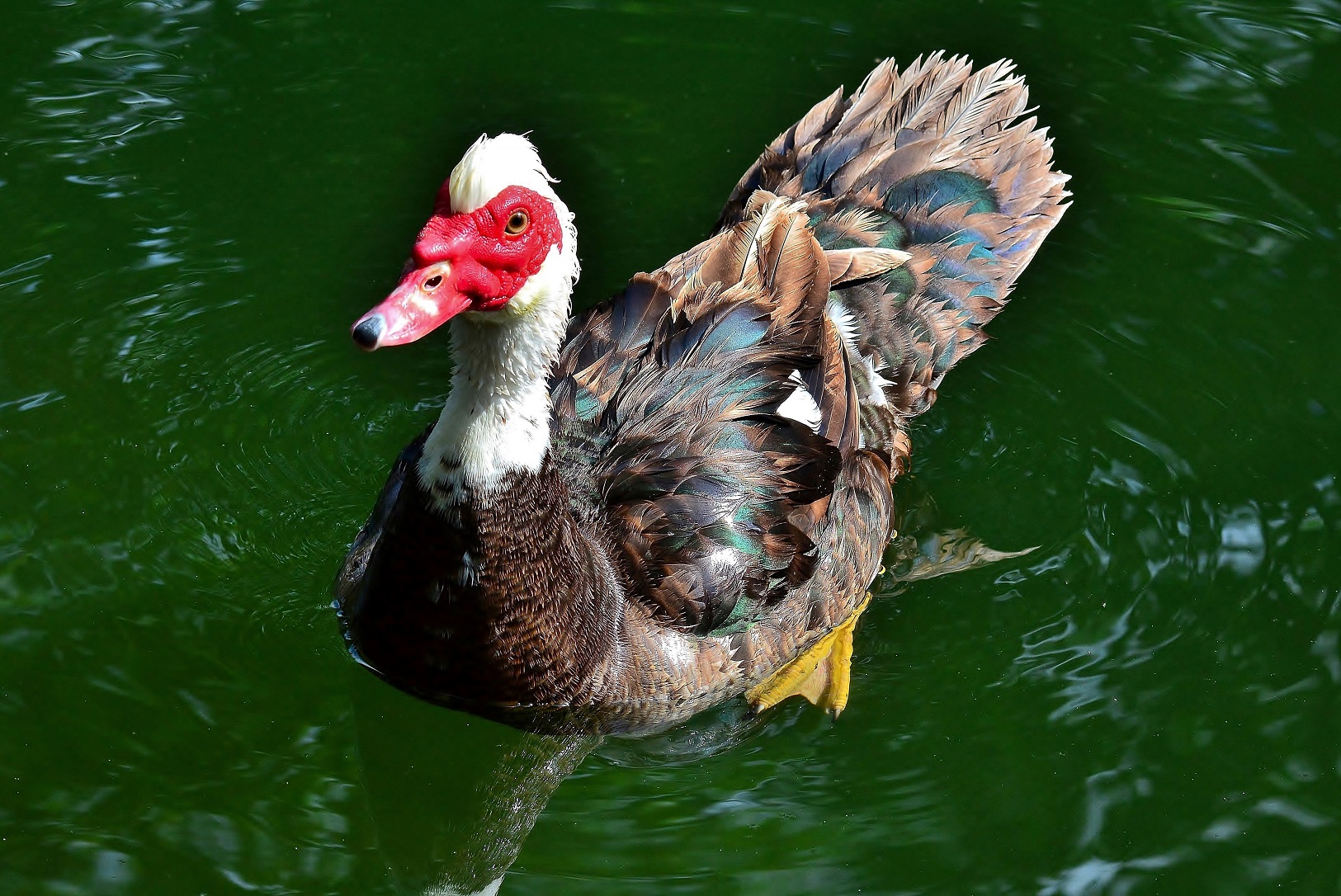 watervogels :: Eddyvdlfotografie
