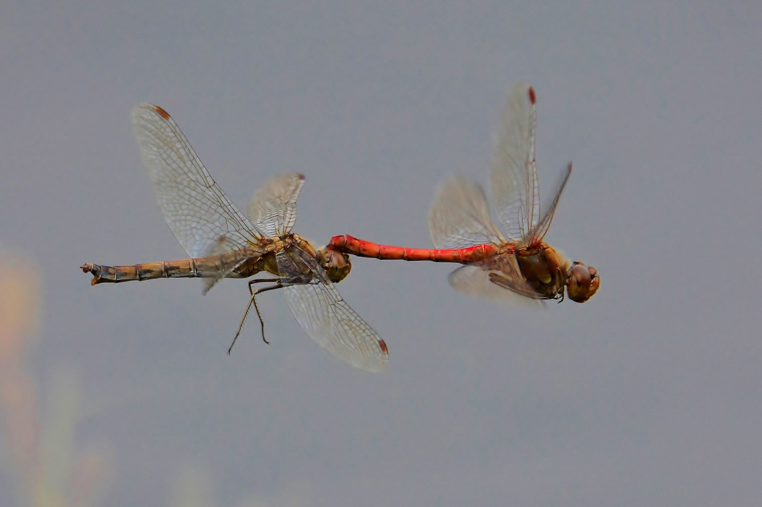 Libellen :: Eddyvdlfotografie